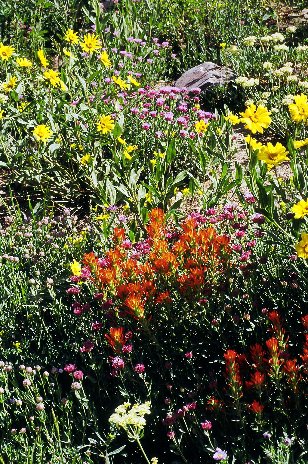One Day in America: Wildflower Season in the Mountains