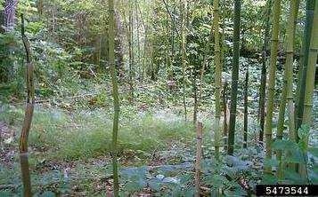 Center for Invasive Species and Ecosystem Health: Running Bamboo ...