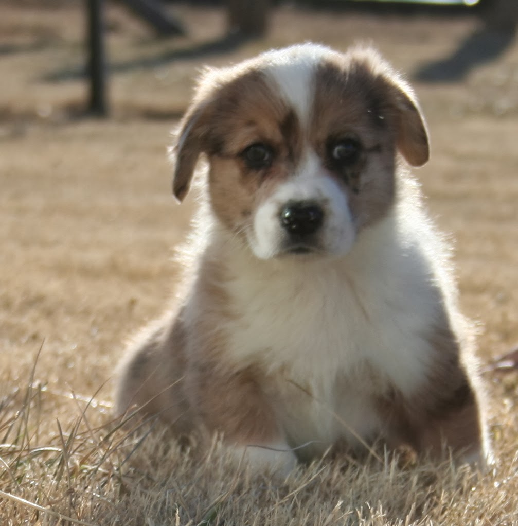Sadie Bug's Pembroke Welsh Corgi Puppies: Auggie Puppies!!!