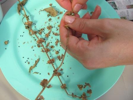 Eudlo Seed Savers Group: Seedy Sunday Workshop