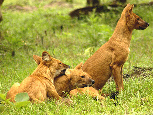 animal: Dhole