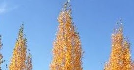 Tree Dreaming: Another Columnar Birch: Parkland Pillar Birch