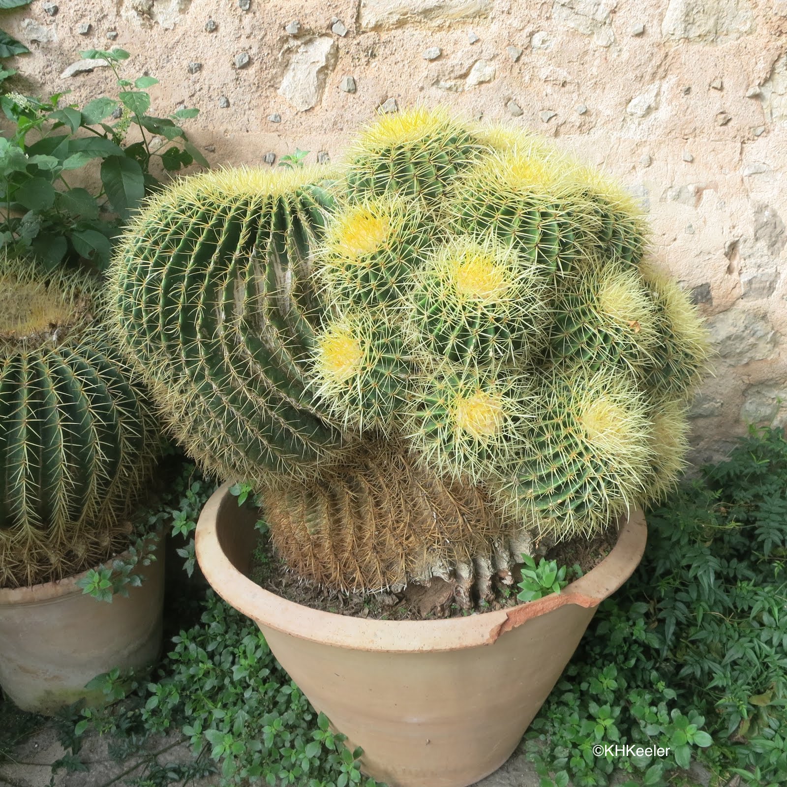 A Wandering Botanist: The Cactus Family, Cactaceae