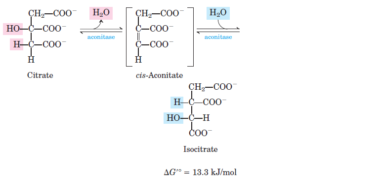 Bioquímica: Ciclo de Krebs