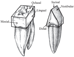 Tecnicas de Ayuda Odontologica (TAO): -EL DIENTE-