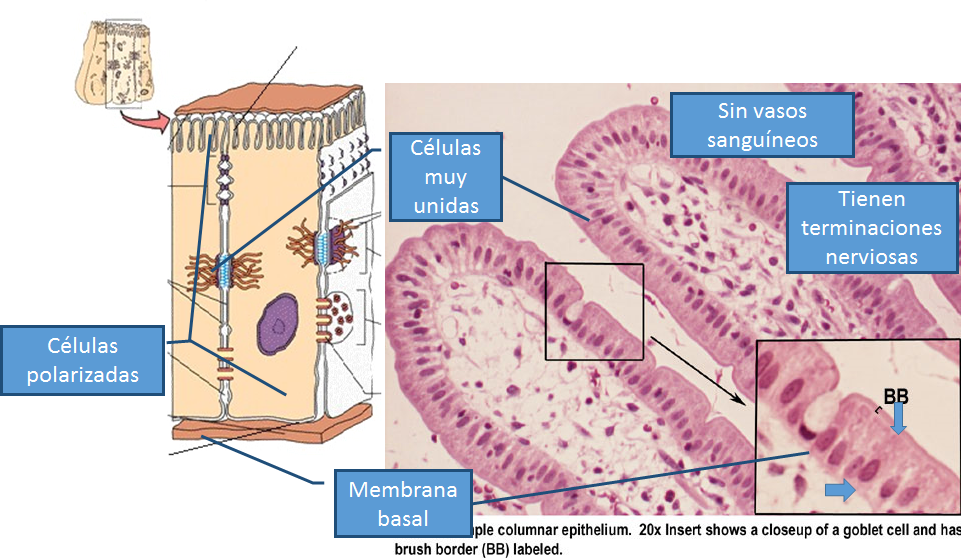 B.log.ia 2.0: El nivel tisular