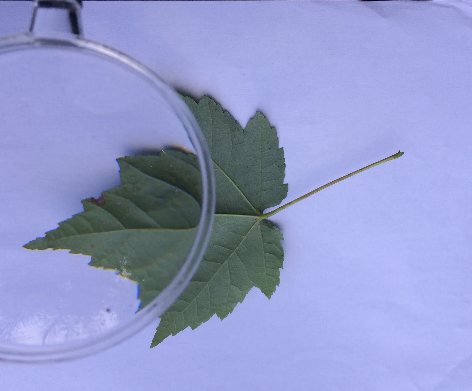 The Helpful Art Teacher: Drawing magnified leaves: Finding the details