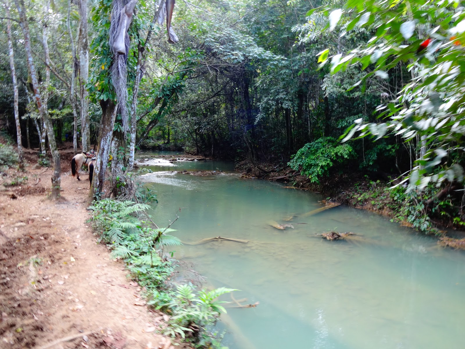 Exploring the Dominican Republic: Whale Watching in Samaná / Relaxing ...