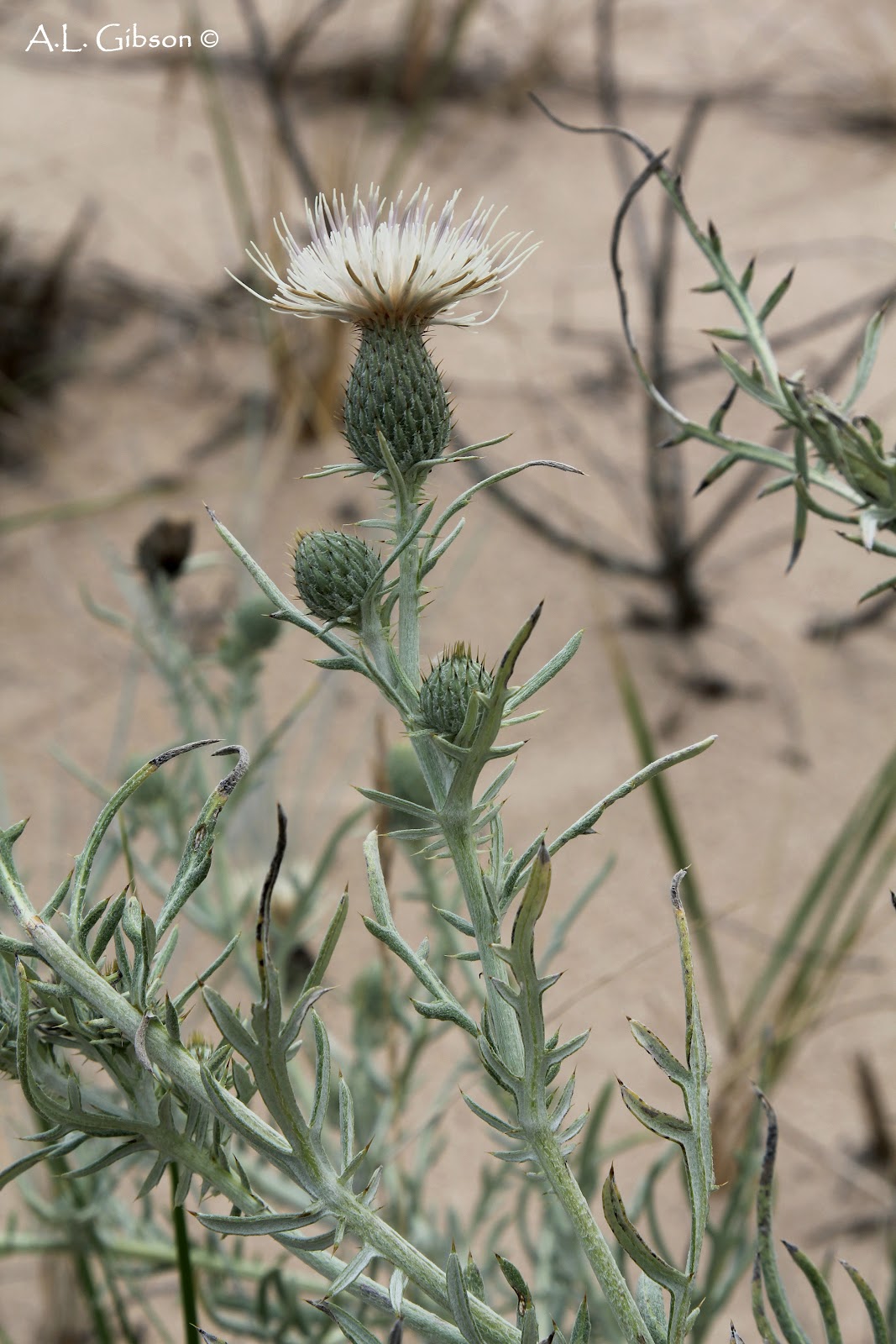 The Buckeye Botanist: Flora of the Sleeping Bear Dunes National Lakeshore