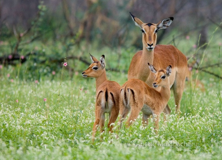 The Impala | Cute Animal All Facts & New Photographs | The Wildlife