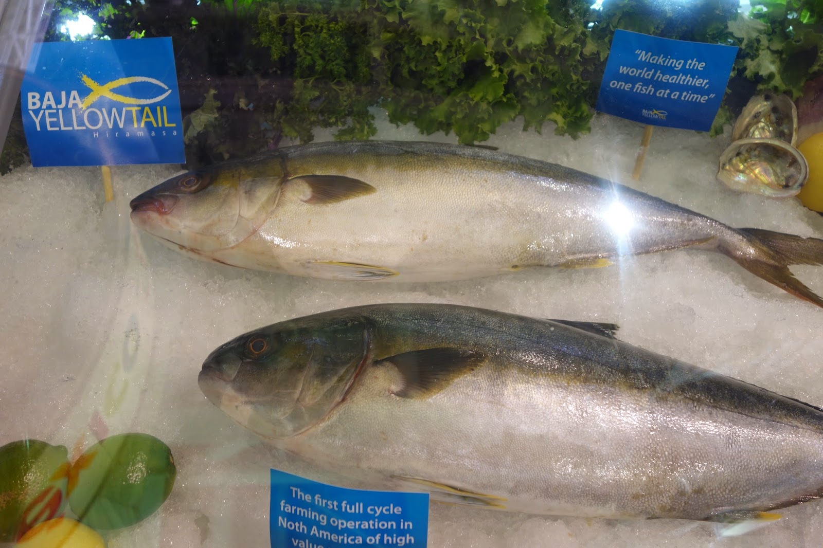 always-critics: SENA14: Baja Seas: A New Yellowtail Aquaculture Project