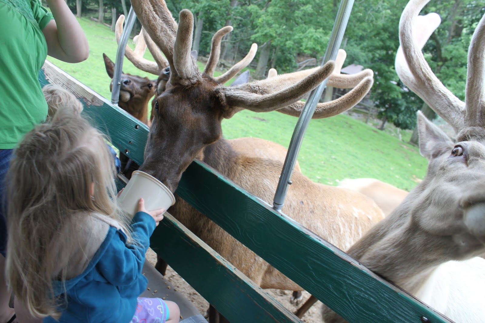Schenk Sightings: Rolling Ridge Ranch