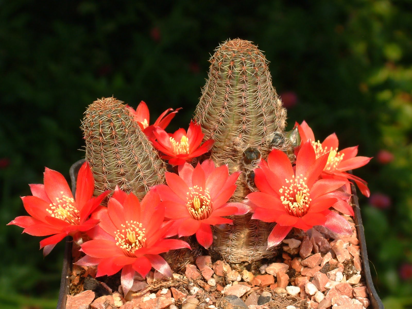 Rebutia, Aylostera y Weingartia: Rebutia pygmaea Fries 1905 ...