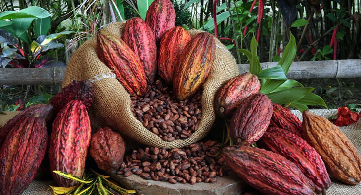CACAO CULTURE IN THE PHILIPPINES. part 8