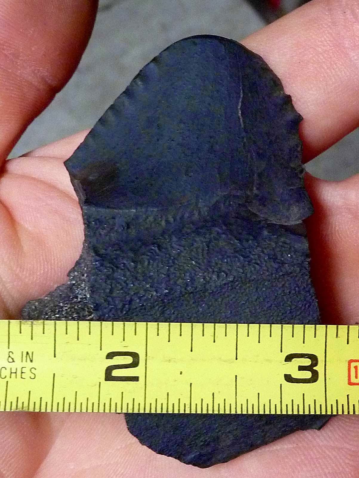 Louisville Fossils and Beyond: Newly Found Edestus Shark Fossil
