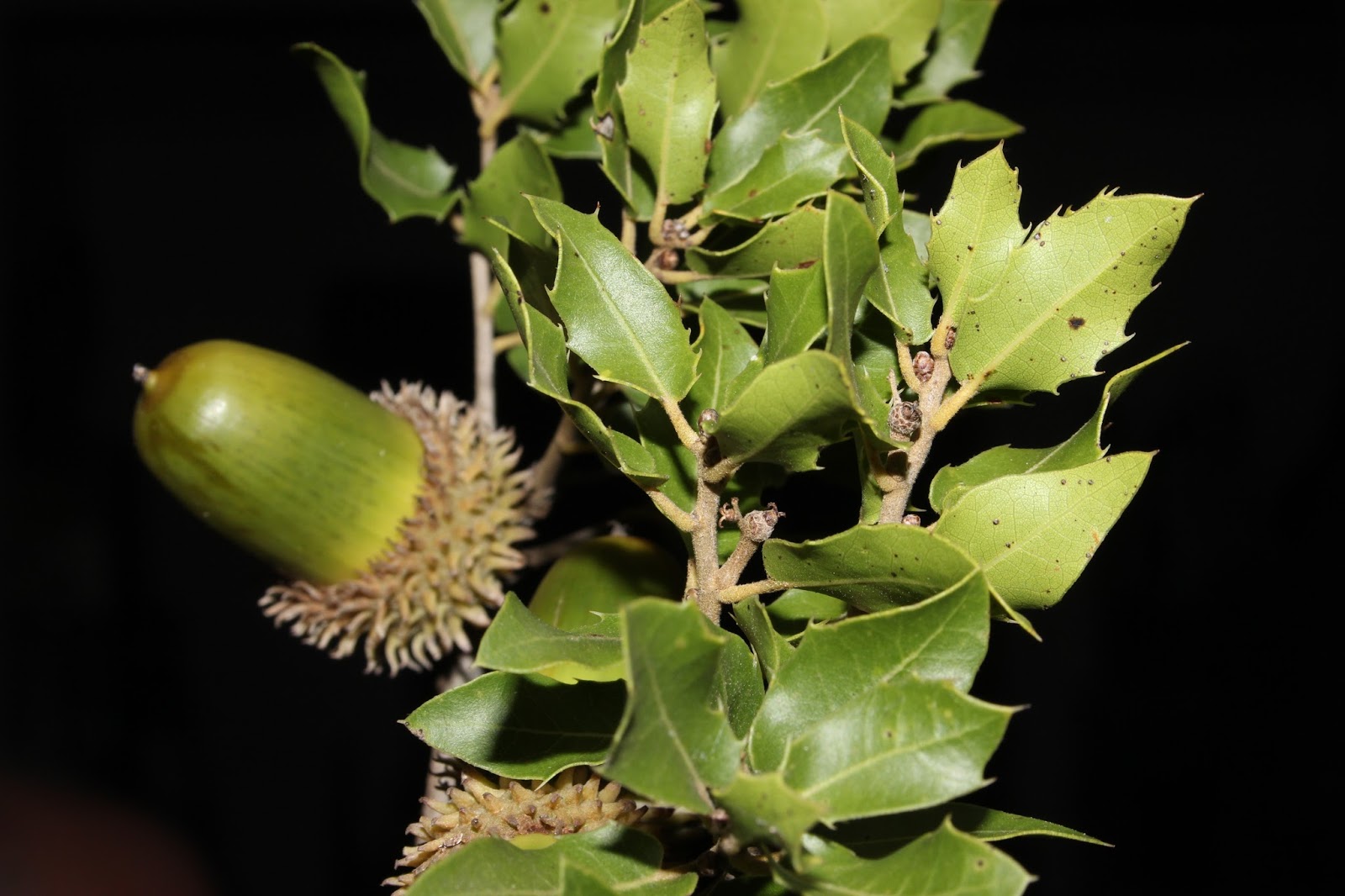 Biodiversity of Cyprus by NGO Protection of the Natural Heritage and ...