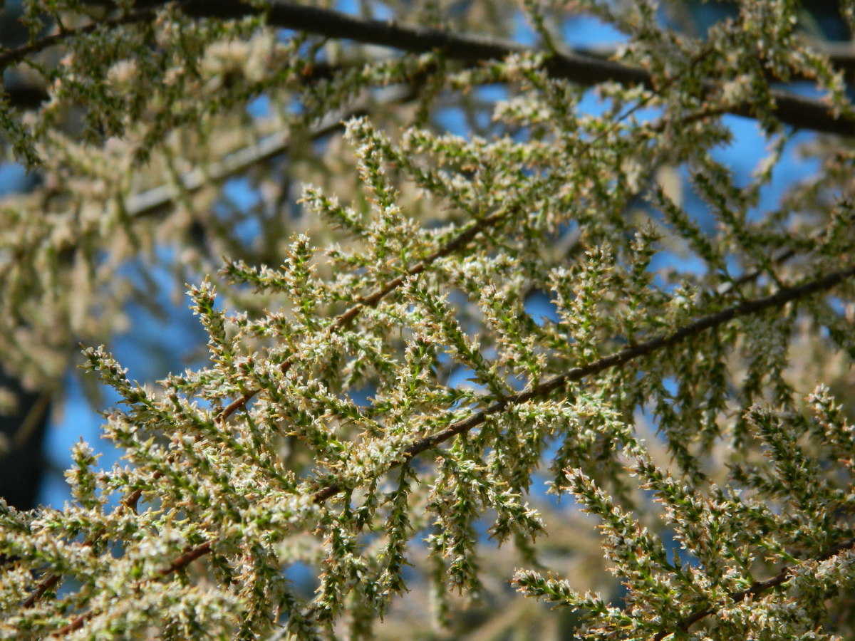 LA MULTI ANI, ROMANIA!: Tamarisc