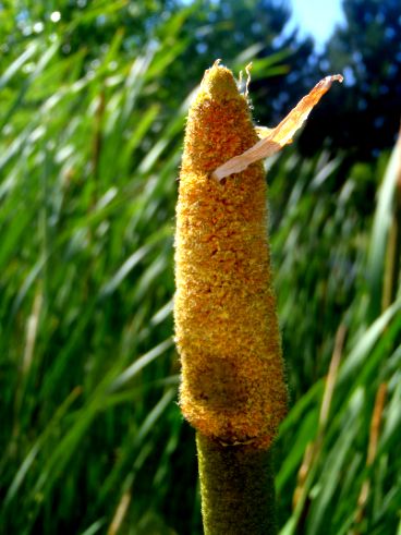 Wild Things in June - Cattails