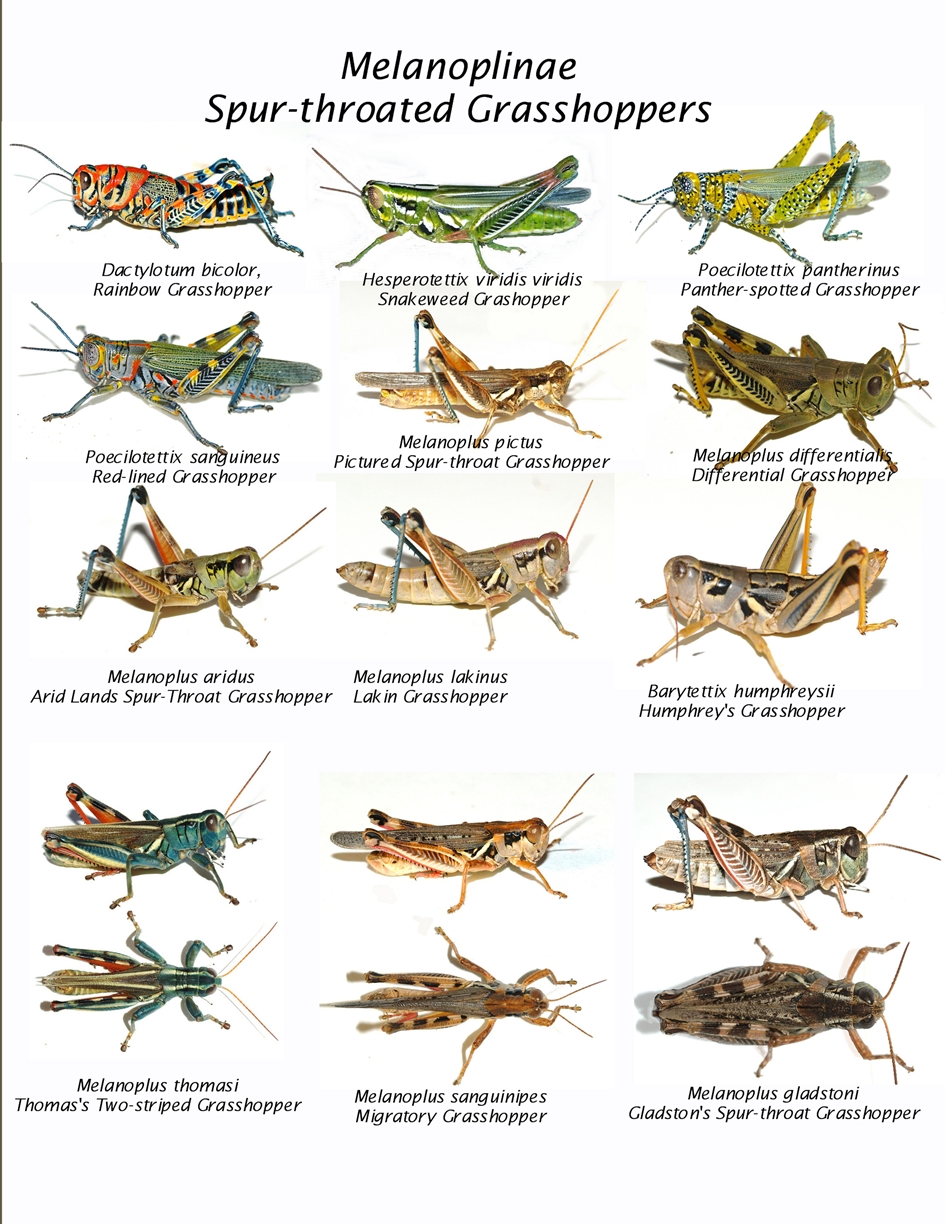 Arizona: Beetles, Bugs, Birds and more: Grasshoppers