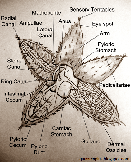Blog of Science: Taxa of Giant Knobby Star