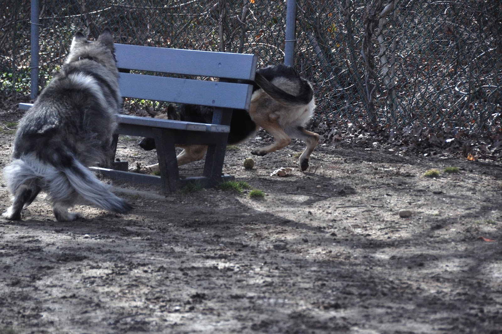 Cooper's Shiloh Shepherd Blog