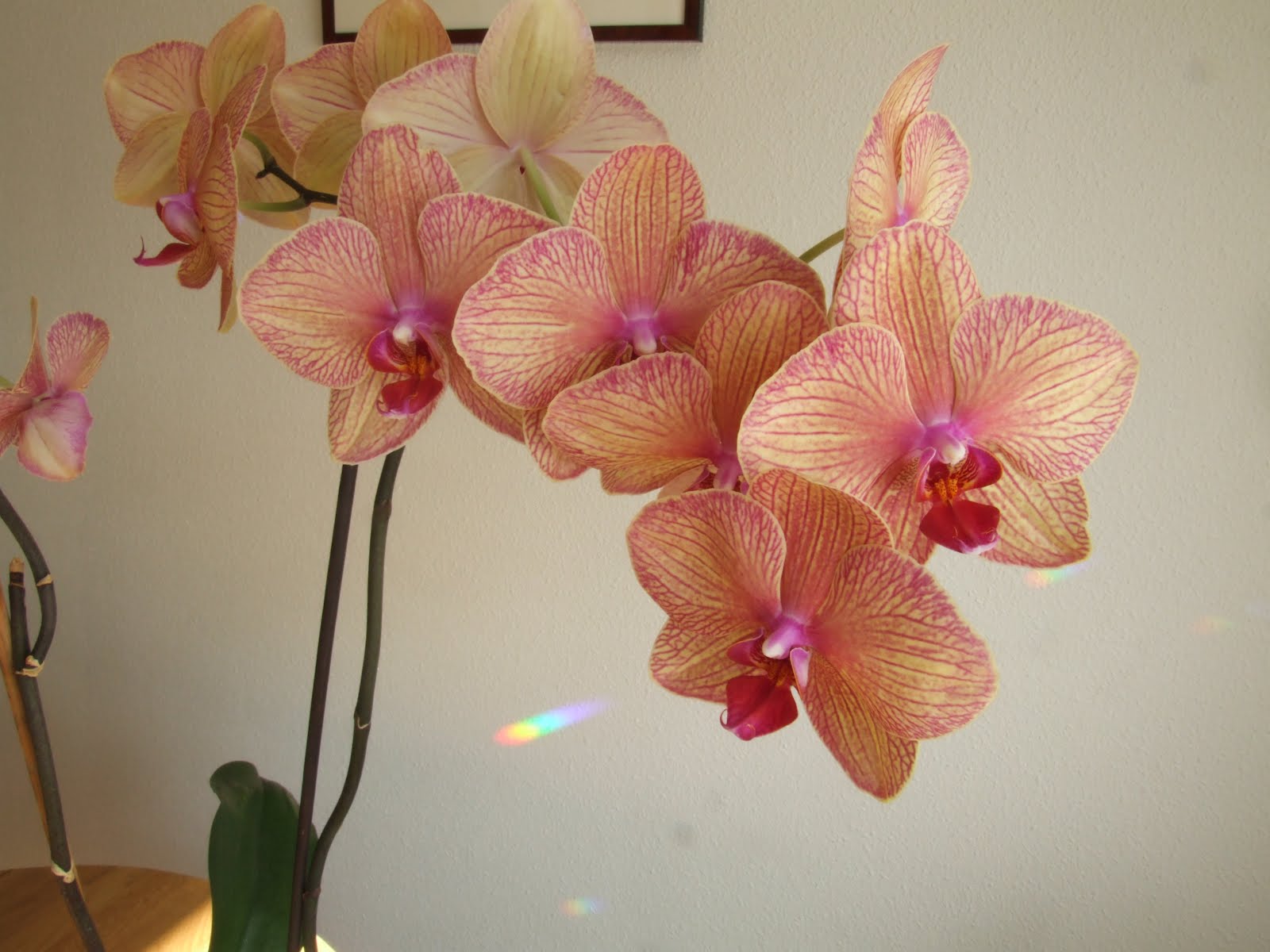 mijn tuin: Phalaenopsis met 2 soorten bloemen