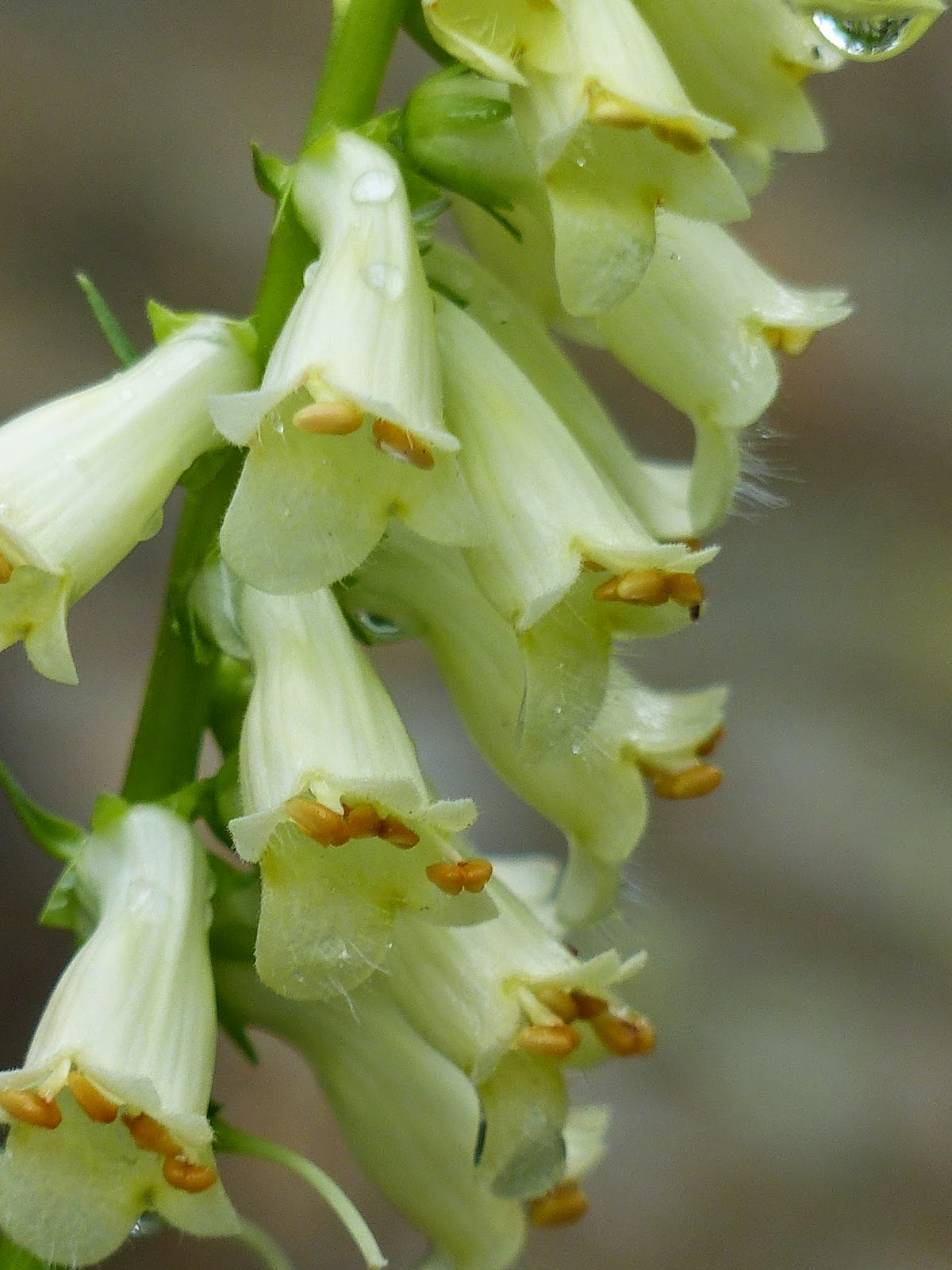Digitalis lutea | Wild flowers of Europe by Anita Beijer