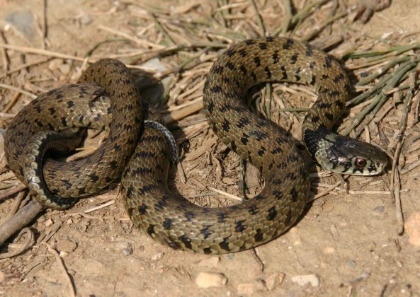 European Asp | Snakes