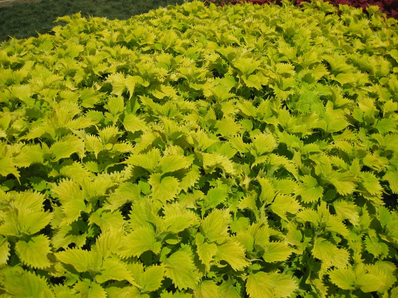 Rotary Botanical Gardens - Hort Blog: Sensational Solenostemon (Cool ...