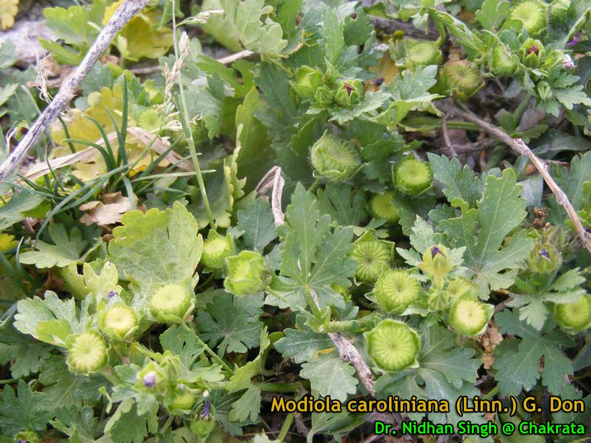 Medicinal Plants: Modiola caroliniana, Bristly-fruited Mallow, Modiola