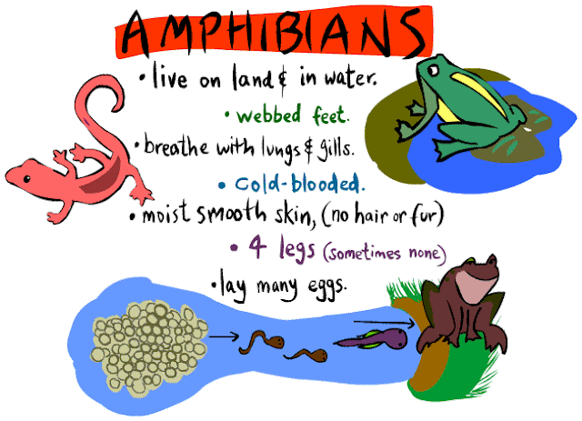 Third Grade Miróbriga: enero 2017