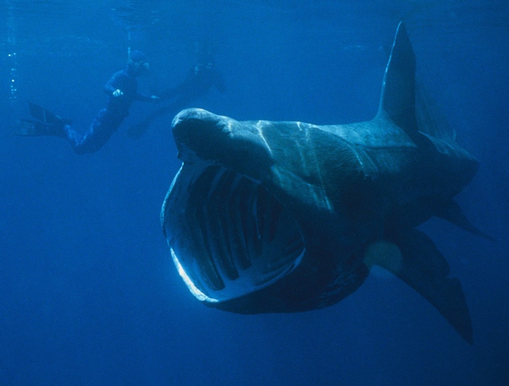 Basking shark (Cetorhinus maximus) | Natural Creations