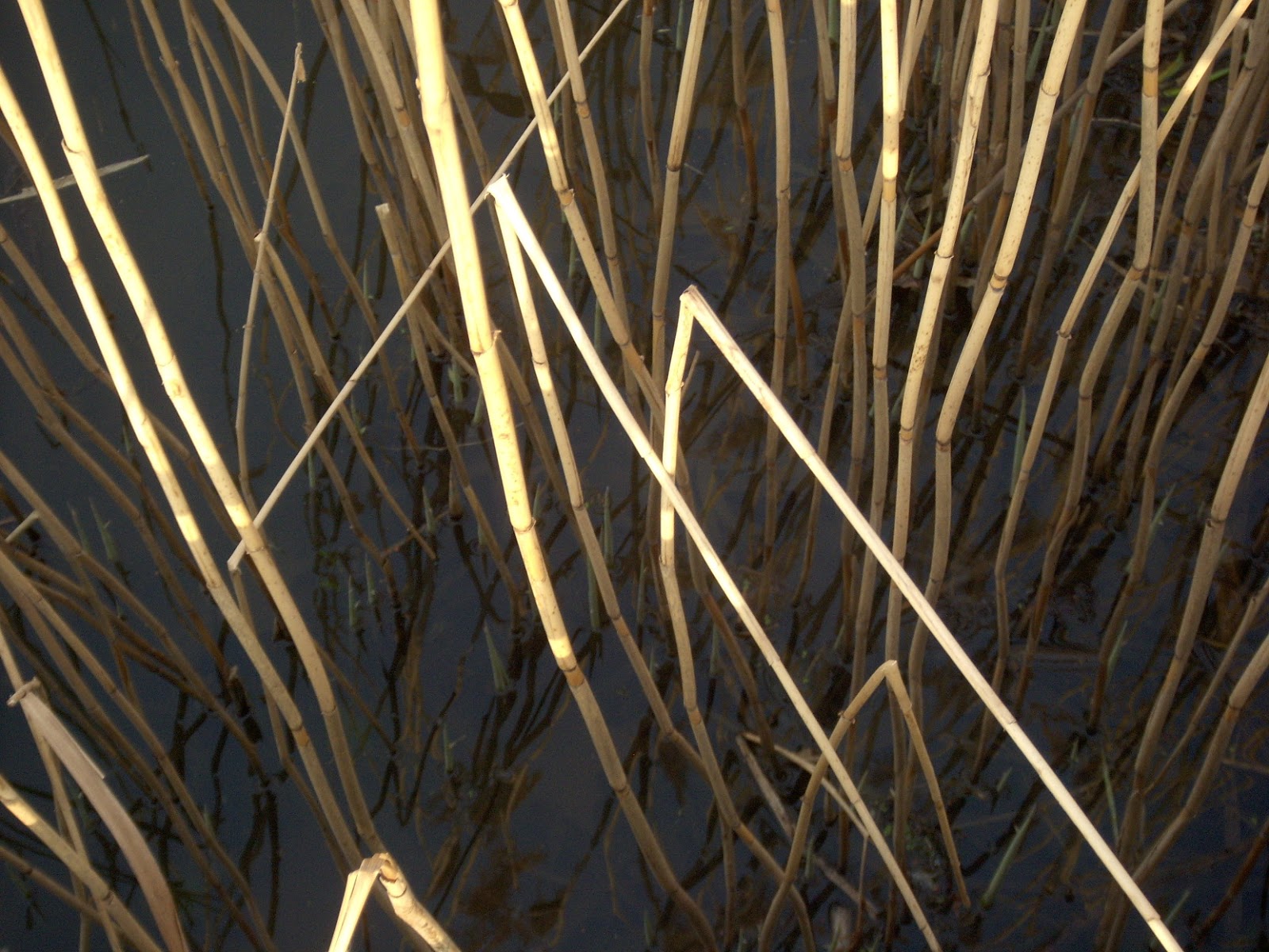 Francisca Garritsen: oktober 2012