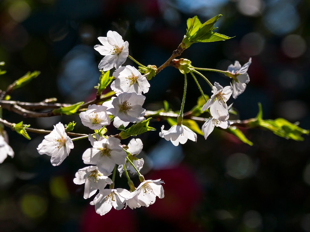 FROM THE GARDEN OF ZEN: Yama-zakura (Cerasus jamasakura) blossoms: Kita ...