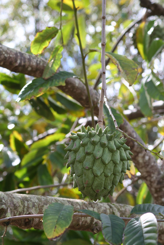 The Rainforest Garden: Snotfruit and Other Delights