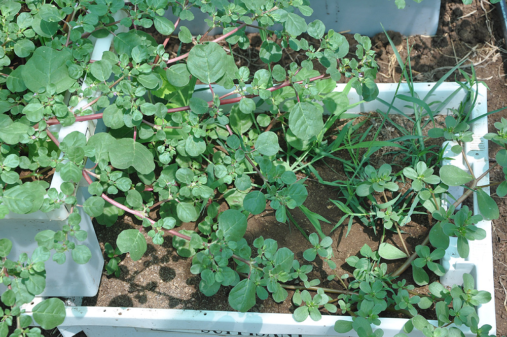 CuraDura: Wild vegetable called Bembe here in Curaçao