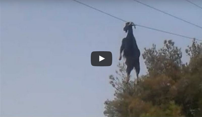 ΔΕΝ ΥΠΑΡΧΕΙ ΑΥΤΟ ΤΟ ΠΡΑΓΜΑ.... ΒΙΝΤΕΟ: ΚΑΤΣΙΚΑ ΣΤΗ ΛΑΡΙΣΑ ΚΡΕΜΕΤΑΙ ΜΕ ...
