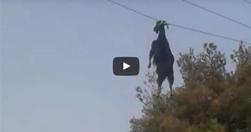 ΔΕΝ ΥΠΑΡΧΕΙ ΑΥΤΟ ΤΟ ΠΡΑΓΜΑ.... ΒΙΝΤΕΟ: ΚΑΤΣΙΚΑ ΣΤΗ ΛΑΡΙΣΑ ΚΡΕΜΕΤΑΙ ΜΕ ...