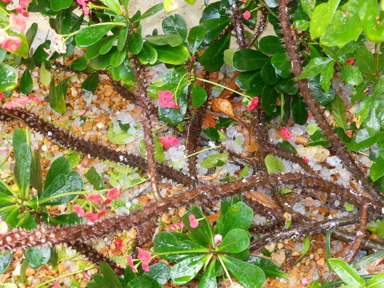 Aerides Designs - Handcrafted Gemstone Jewelry