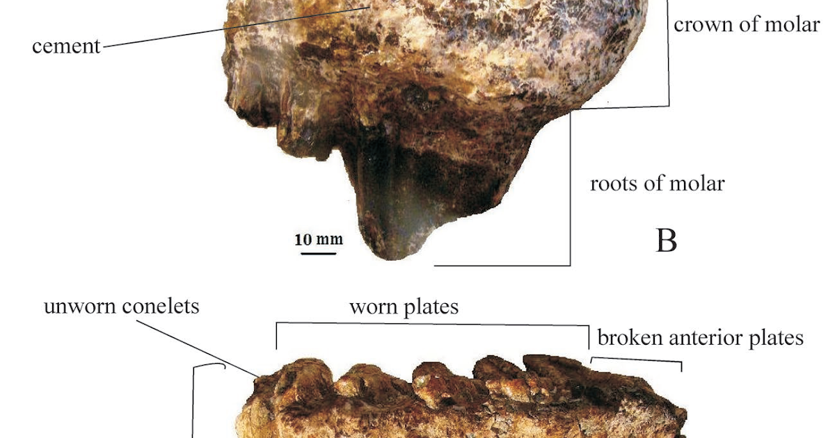 Sciency Thoughts: Elephas cf. E. planifrons: A new Elephant specimen ...