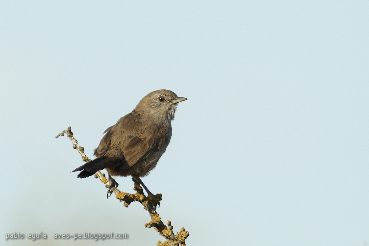 mis fotos de aves: Pseudasthenes patagonica Canastero Patagónico ...