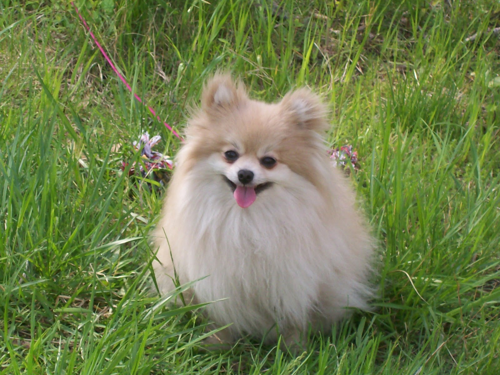 Cute Dogs: Pomeranian dog