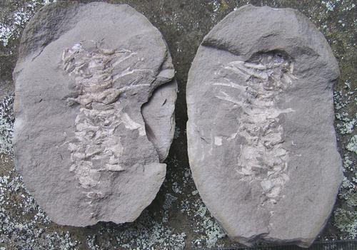 Life Before the Dinosaurs: Myriacantherpestes.