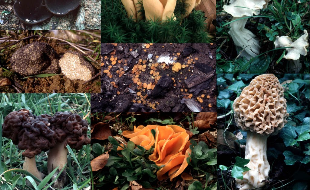 Guía de Setas y Hongos de Navarra.: Grupos Hongos