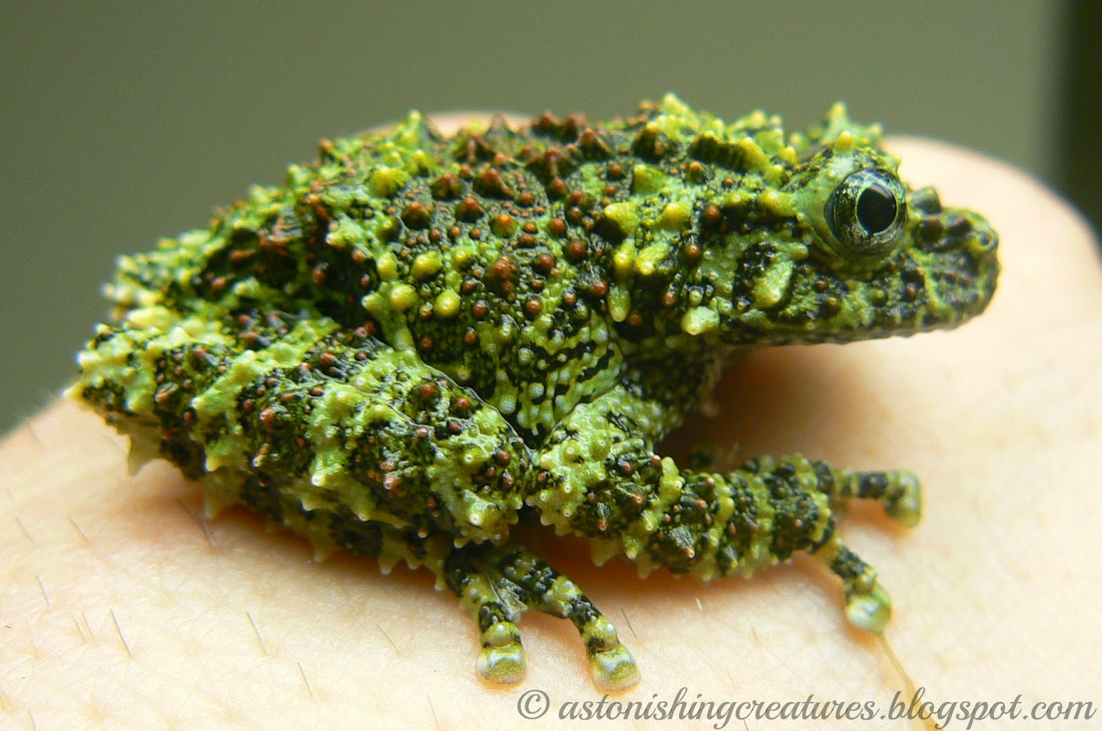 Gambar Katak Yang Pelik | Oh pochott