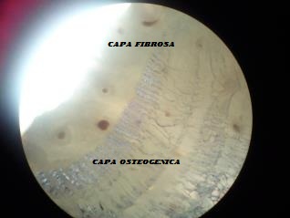 atlas de histología: TEJIDO ÓSEO