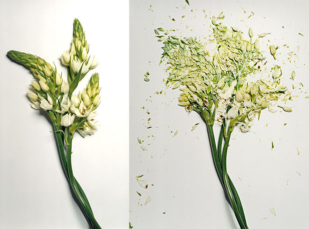 Broken Flowers by Jon Shireman