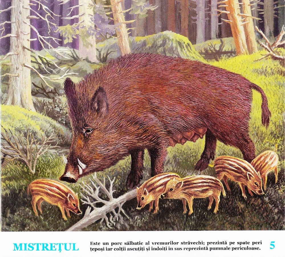 Anemone: Nicolae Saftoiu - Animale salbatice