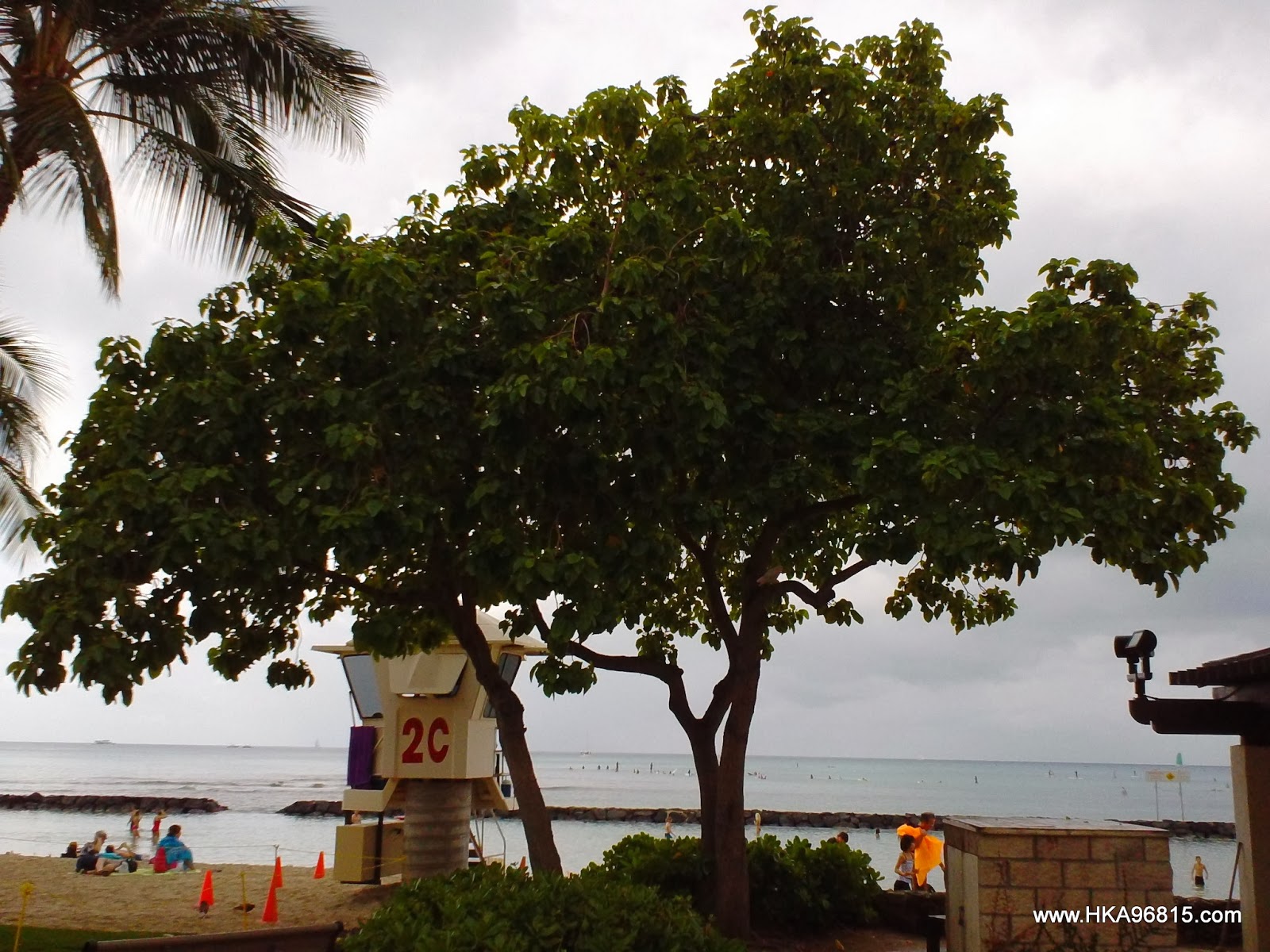 Kou on Waikiki Beach