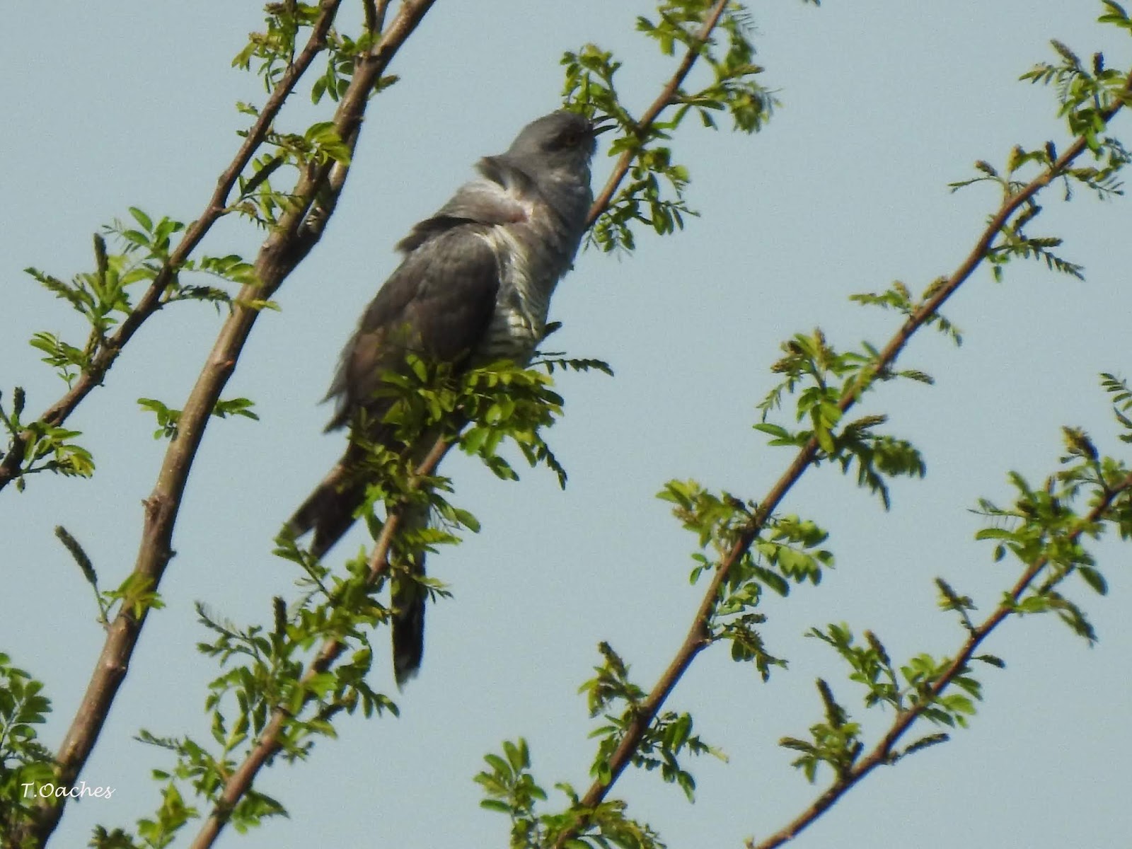 PASARI DIN ROMANIA: CUCUL (1), Cuculus canorus